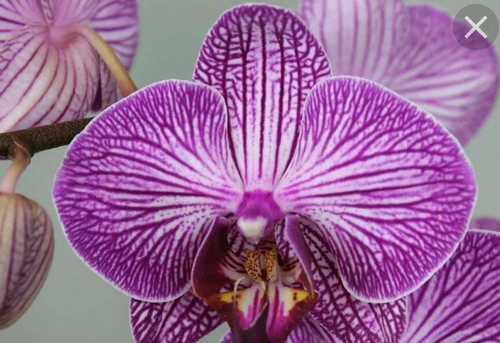 Орхидея фаленопсис Бухарест
