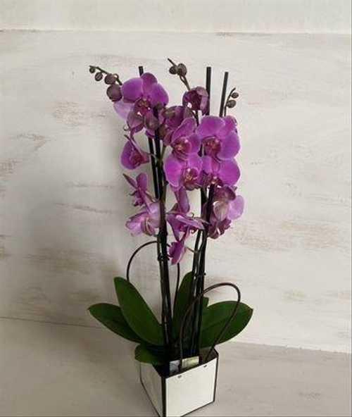 Трхидея фаленопсис розовая 5-ствольная