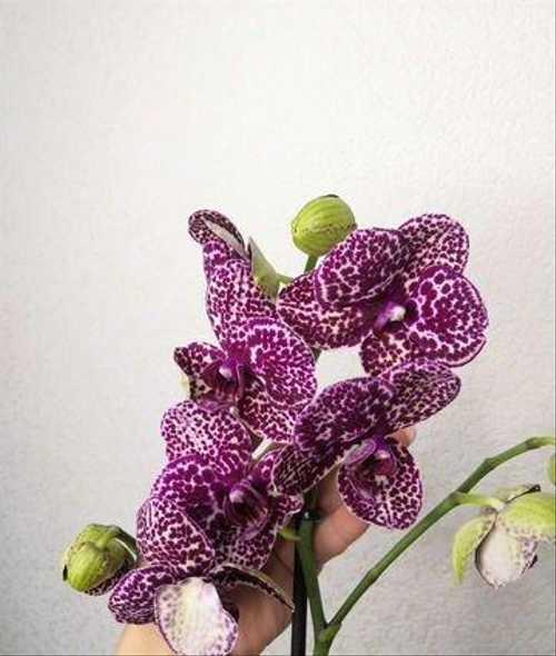 Орхидея фаленопсис Wild Cat