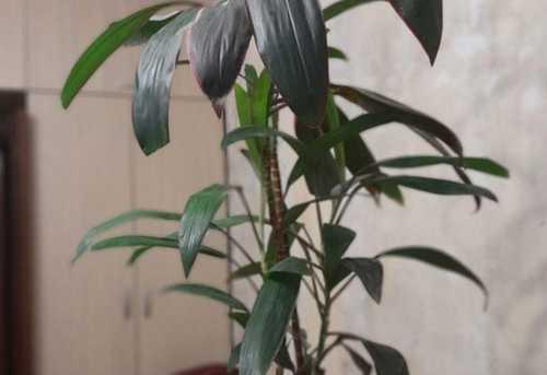 Кордилина, комнатное растение