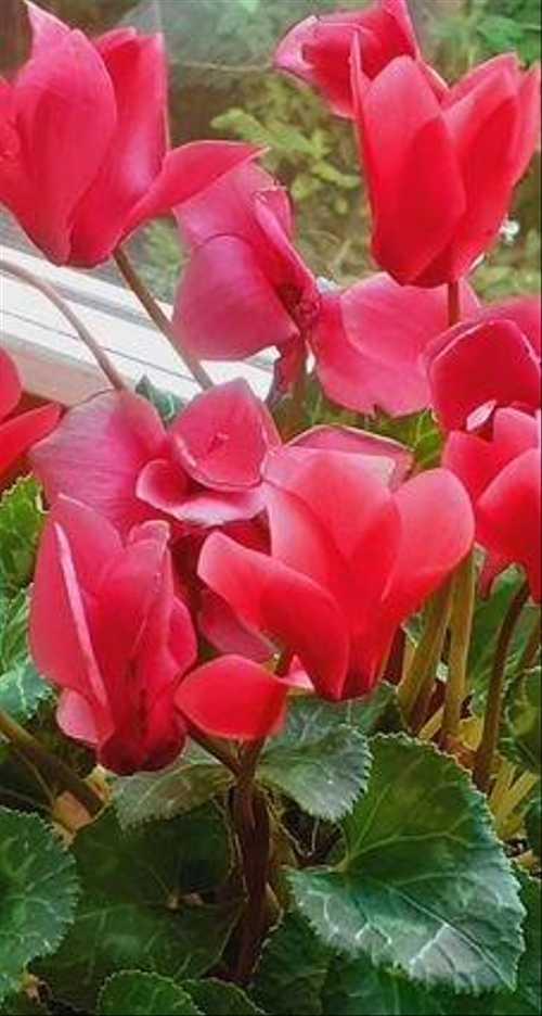 Неоново-розово-красный персидский цикламен