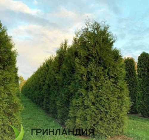 Туя брабант 1,5 м