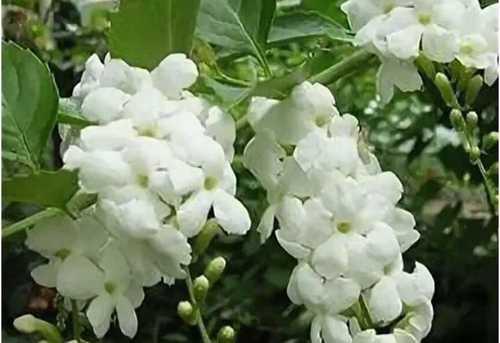 Дуранта белая домашний цветы