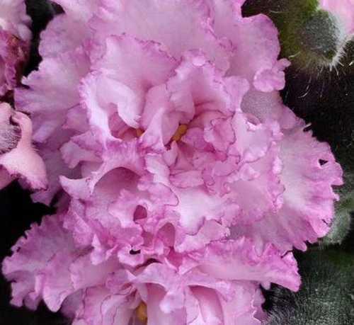 Фиалка ле-Сабина сортовая цветущая