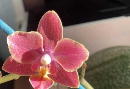 Орхидея парфюмерная фабрика phalaenopsis diffusion