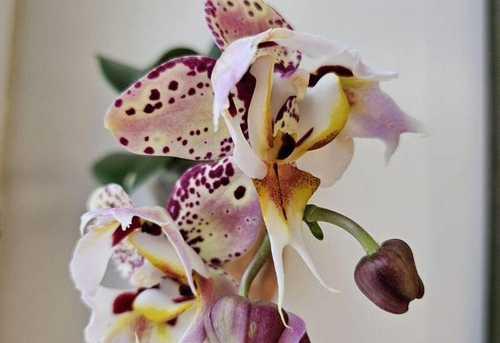 Орхидея Pinif W-142