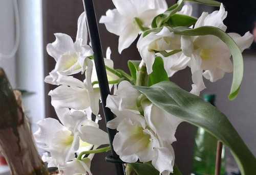 Дендробиум нобиле орхидея
