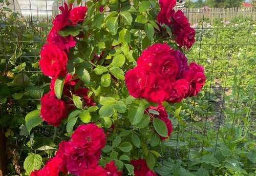 Розы плетистые саженцы