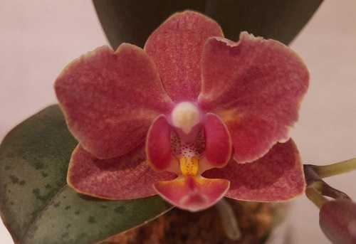 Орхидея фаленопсис цветущие
