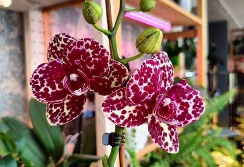 Орхидея Дикий кот -домашнее цветение