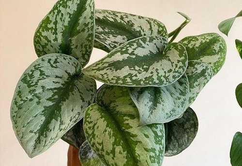 Scindapsus Pictius Exotica