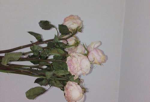 Сухие розы
