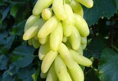 Саженцы винограда бананас