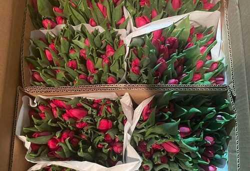 Свежие тюльпаны в розницу к 8 марта