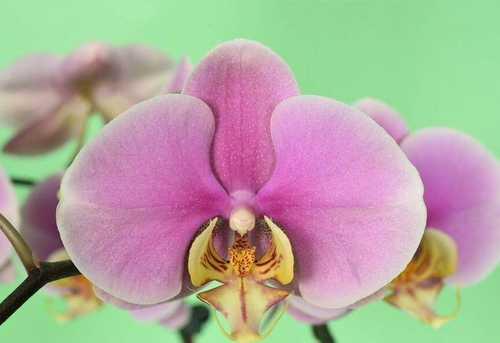 Орхидея Phal. JC70