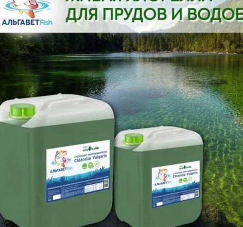 Микроводоросль хлорелла для пруда и рыбы 5 л