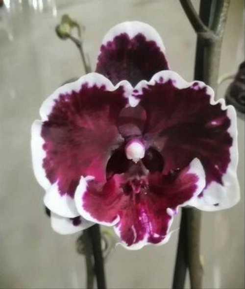 Орхидея фаленопсис Лианхер Корал биг лип