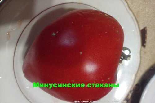 Рассада томатов Минусинских сортов