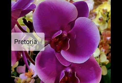 Сортовая орхидея фаленопсис, Претория"