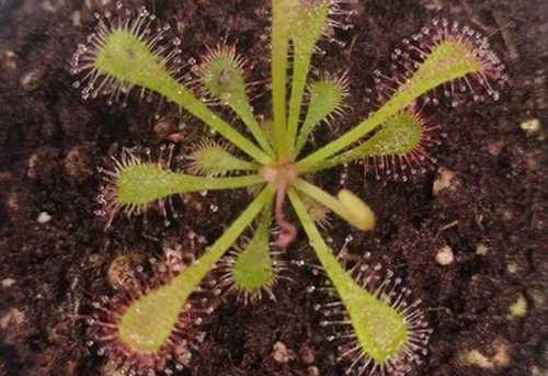 Росянка Снудери (Drosera Snyderi)