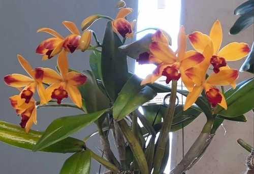 Орхидея Lc.Tropical Trick Machado #6