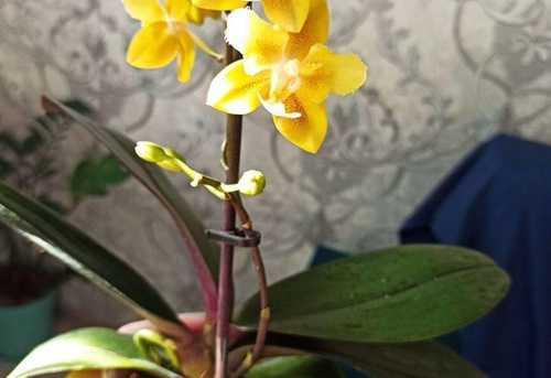 Сортовая арома орхидея бабочка