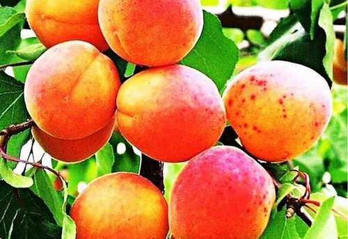 Саженцы абрикоса Триумф для сада и дачи