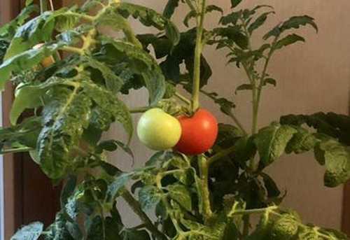 Каланхое и горшечный томат