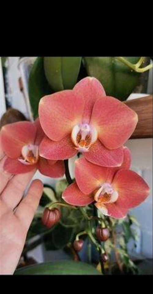 Орхидея фаленопсис i-hsin fantasist