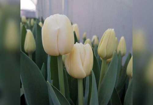 Цветы Тюльпан 8 марта 14 февраля