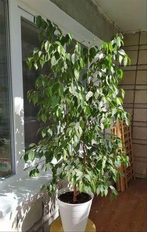 Фикус Бенджамина. Высотой 120 и 150см