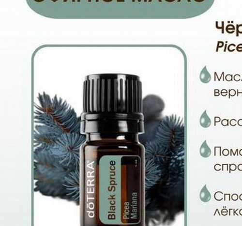 Чёрная ель- picea mariana doterra