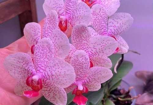 Орхидея фаленопсис пинко фентези