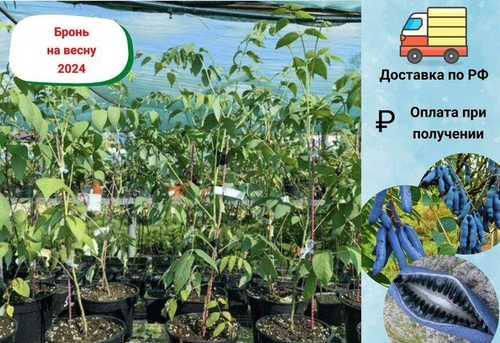 Декенея Фаргеза