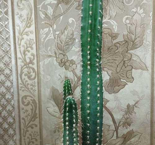Кактус