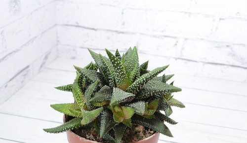 Haworthia Fasciata Enon (Хавортия) (SCT29077)