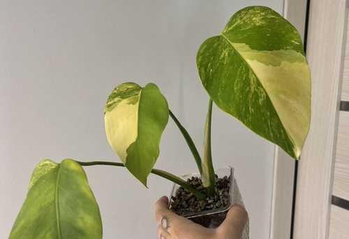 Монстера yellow желтая