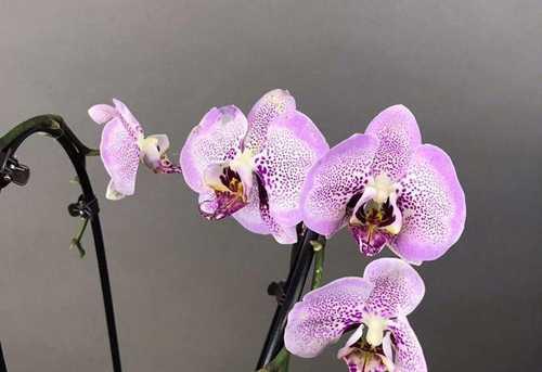Отцветающие орхидеи фаленопсис разных сортов