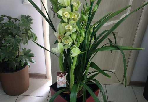 Орхидея цимбидиум цветущая