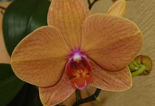 Орхидея фаленопсис "Asian Sun"