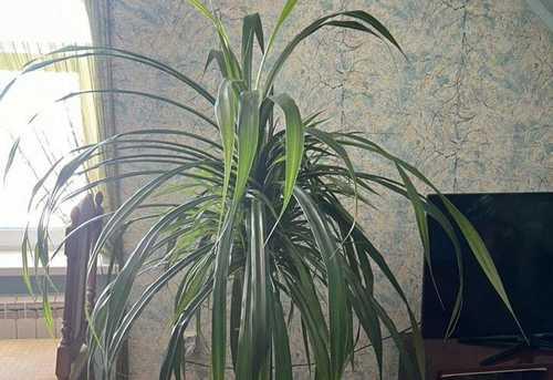 Пальма панданус комнатное растение в горшке