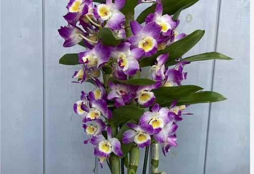 Продам дендробиум (детки)