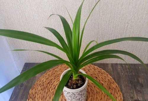 Комнатный цветок винтовая пальма панданус