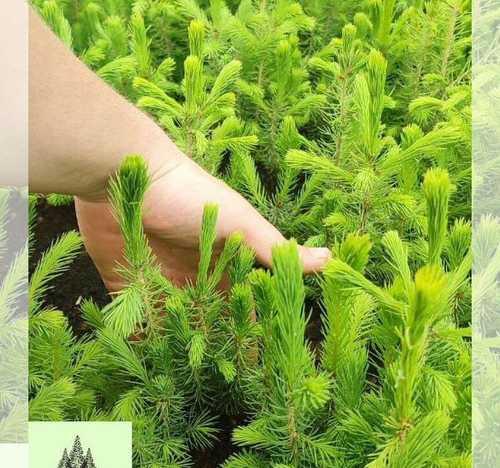 Ель Европейская Picea abies