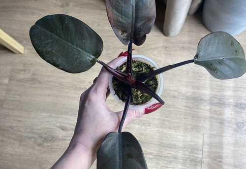 Филодендроны Блэк кардинал, ринг оф фаер