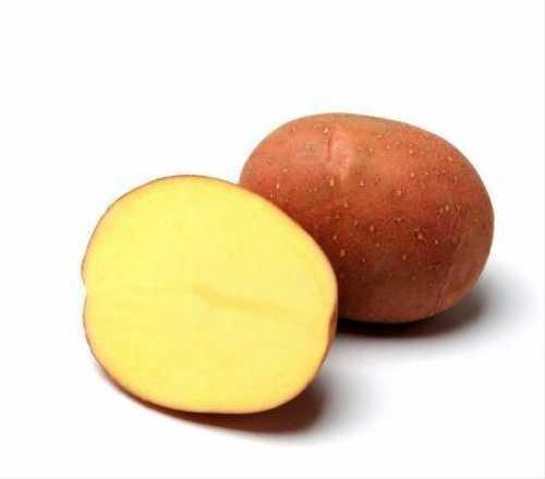 Картофель семенной Беллароза