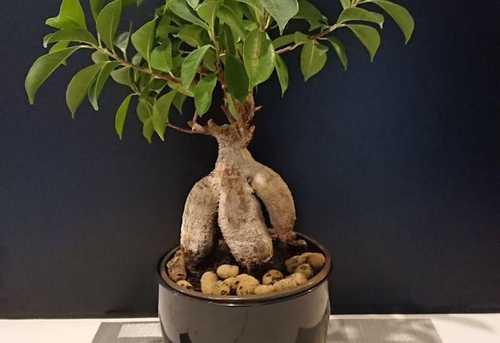 Фикус микрокарпа (Ficus microcarpa)