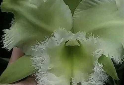 Орхидея каттлея Rlc.GolfGreen 'Hair Pig