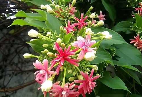 Квисквалис индийский с неподражаемым цветением