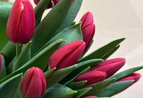 Тюльпаны к 8 марта Верхняя Пышма